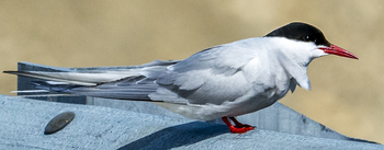 Arctic Tern Facts: Lesson for Kids | Study.com