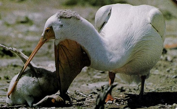 The American White Pelican: Lesson for Kids | Study.com