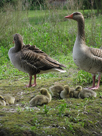 Greylag Goose: Lesson for Kids | Study.com