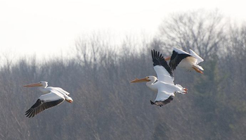 The American White Pelican: Lesson for Kids | Study.com