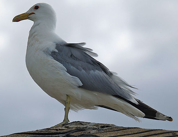 California Gull Facts: Lesson for Kids | Study.com
