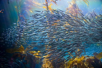 Pacific Ocean Ecosystem Lesson for Kids: Definition & Facts | Study.com