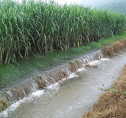 Bioremediation Examples & Uses | Study.com