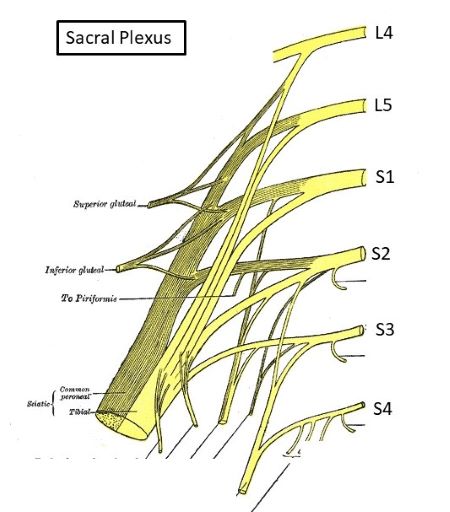 Spinal nerves exiting the cord from the level of L4 to S4 form the ...