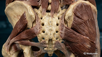 Sacrum Bone | Anatomy, Function & Location - Lesson | Study.com