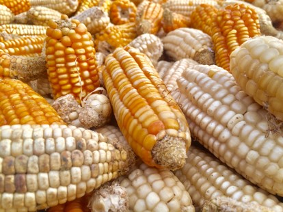 Aflatoxin | Symptoms, Signs & Effects - Lesson | Study.com