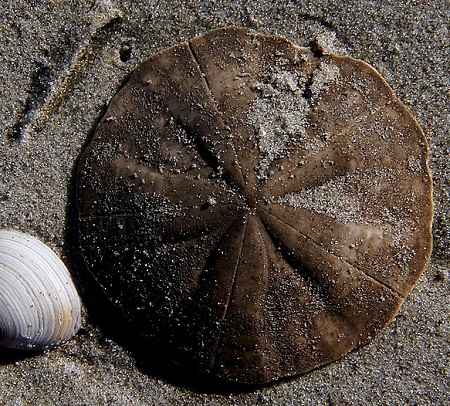 Invertebrates | Definition, Types & Examples - Lesson | Study.com