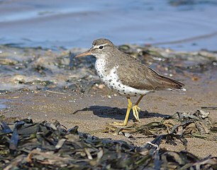 Animal Mating Systems, Facts & Behaviors - Lesson | Study.com