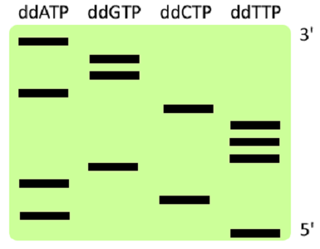 Sanger DNA Sequencing Method | Steps & Structure - Lesson | Study.com