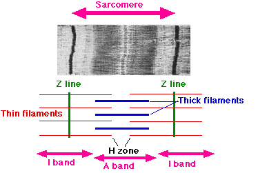 Microfilaments | Function, Location & Structure - Lesson | Study.com