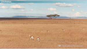 Biomes of The World | Savannas, Deserts, & Rainforests - Lesson | Study.com