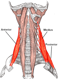 Scalene Muscles | Function, Innervation & Action | Study.com