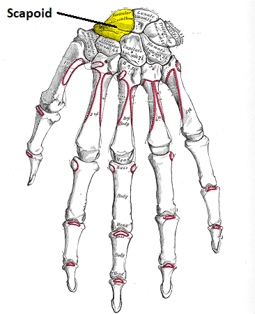 Ulnar, Radial Gutter vs. Thumb Spica Cast | Uses & Applications | Study.com