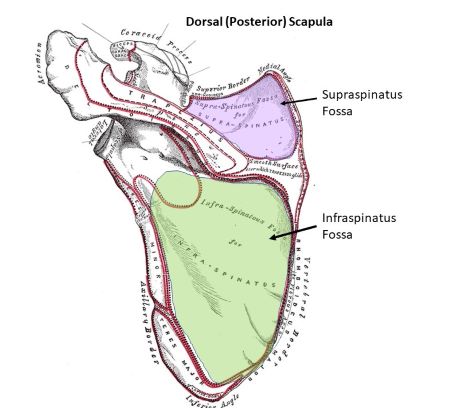 What are the names of the two fossae located on the posterior scapula ...