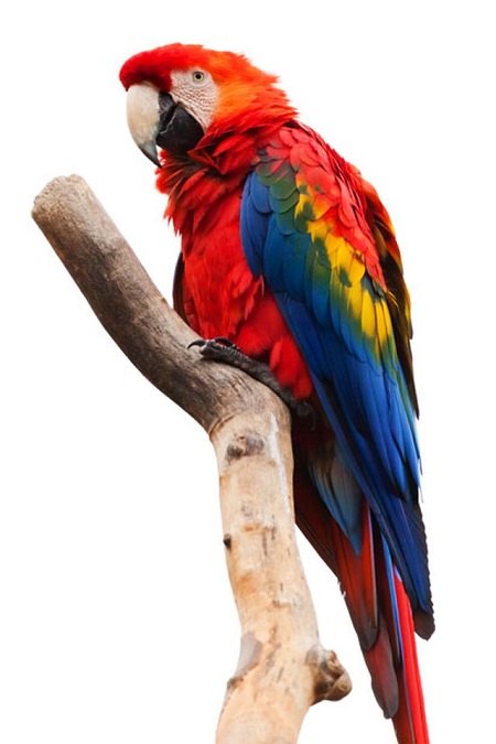 Forest Animals | Types & Examples - Lesson | Study.com