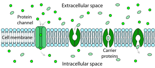 Analyzing Components of the Cell Membrane & Their Relation to Its ...