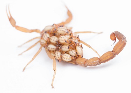 Invertebrates | Definition, Types & Examples - Lesson | Study.com