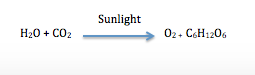 Balanced Chemical Equation for Photosynthesis - Lesson | Study.com
