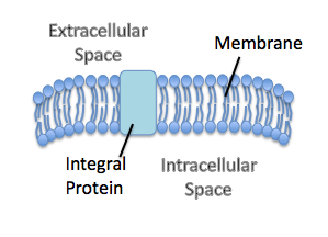 Cell Membrane Proteins | Plasma Membrane, Role & Types | Study.com