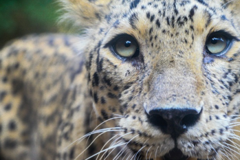 Panther Facts: Lesson for Kids | Study.com