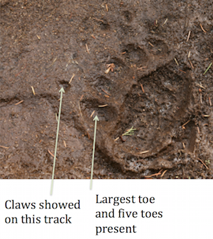 Animal Tracks: Types & Identification | Study.com