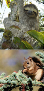 Arboreal Habitats: Characteristics, Types & Examples | Study.com