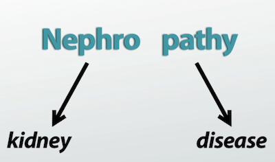 Nephropathy | Definition, Causes & Treatment - Lesson | Study.com