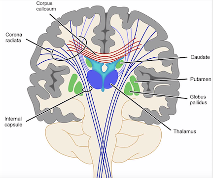 The Type of nerve fibers of the corpus callosum are made of? a ...