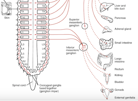 A postganglionic neuron: a. originates at the brain stem b. often ...