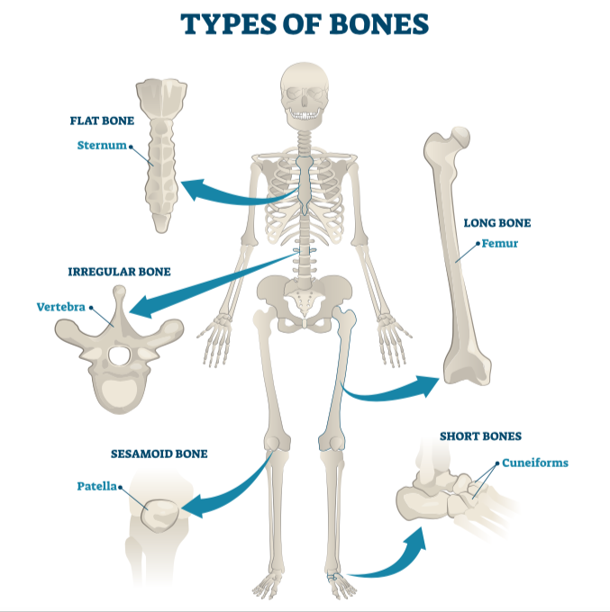 Skeletal System Definitions Classifications Functions Study