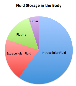 Water Balance in the Body: Regulation, Dehydration & Hyperhydration ...