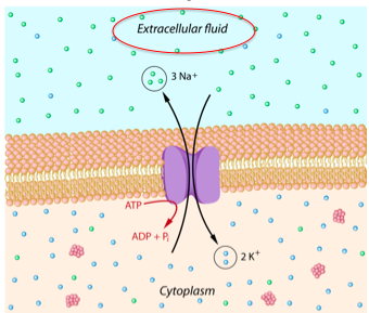Water Balance in the Body: Regulation, Dehydration & Hyperhydration ...