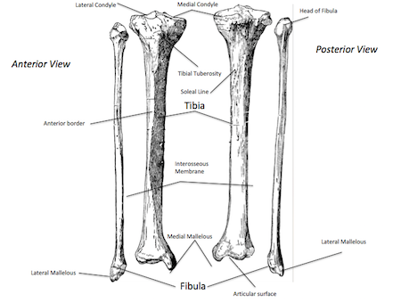Lower Limb: Divisions, Bones & Functions | Study.com
