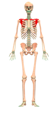 Muscles of the Pectoral Girdle & Upper Limbs: Structure, Movement ...