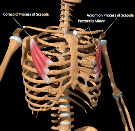 Muscles of the Pectoral Girdle & Upper Limbs: Structure, Movement ...