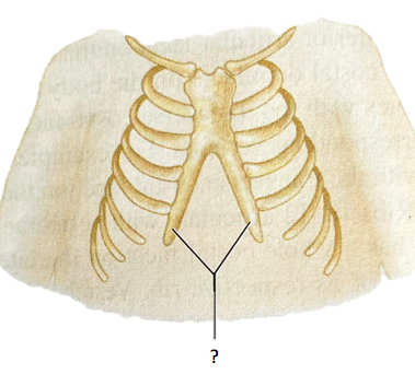 Quiz & Worksheet - Development of the Axial Skeleton | Study.com