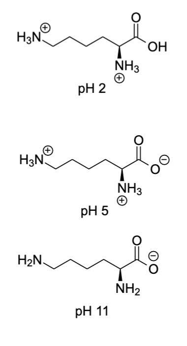 Draw the predominant ionic structure of lysine that would exist in ...