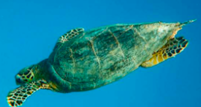 Descriptive Adjective | Definition, Purpose & Examples - Lesson | Study.com