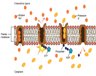 Comparing Active and Passive Transport and the Concentration Gradients ...
