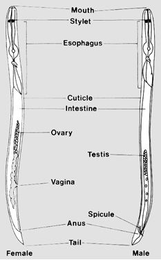 Nematode Definition, Symmetry & Systems | Study.com
