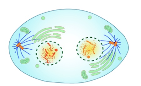 Analyzing a Model that Illustrates the Role of Cell Division (Mitosis ...