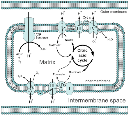 Analyzing the Importance of Folding in the Mitochondrial Intermembrane ...