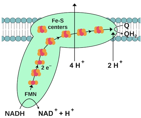 Analyzing the Redox Reactions in the Electron Transport Chain Practice ...