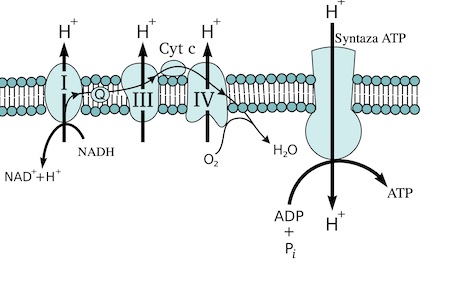 Analyzing the Redox Reactions in the Electron Transport Chain Practice ...