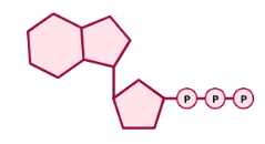 Analyzing Energy Transfer in ATP Hydrolysis Practice | Biology Practice ...