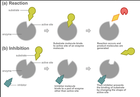 Predicting How Changing a Substrate's Structure Will Affect its ...