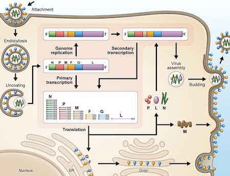 Analyzing an Illustration of Information Flow in Retroviruses Practice ...