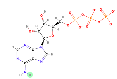 Analyzing the Components of ATP that Make it the "Energy Currency" of ...