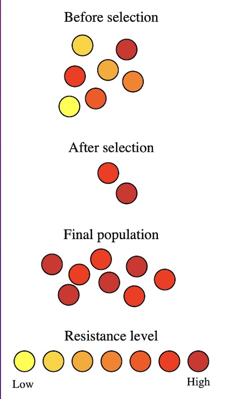 Assessing the Role of Mutations in Genetic Variation Practice | Biology ...