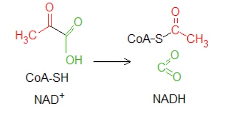 Analyzing the Movement of Pyruvate through Pyruvate Oxidation Practice ...